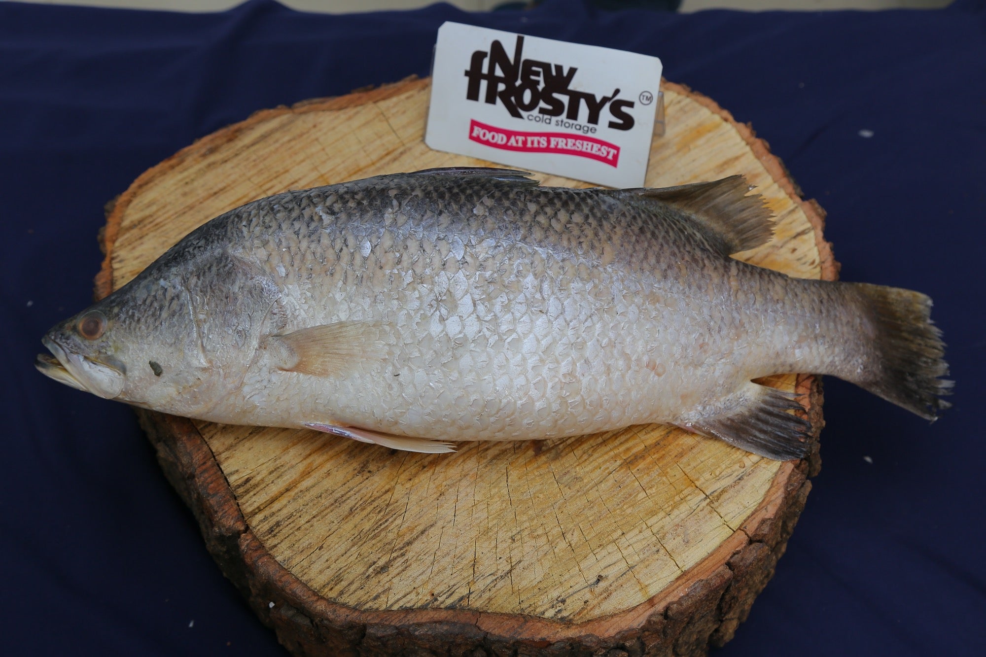 Bethki (Sea Bass) – New Frosty's