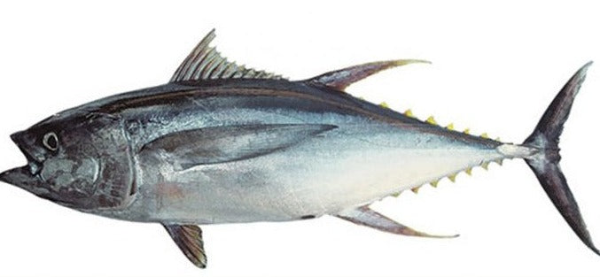 Tuna FISH (Choora) full – New Frosty's
