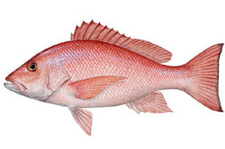 Red Snapper(CHEMPALLY) – New Frosty's