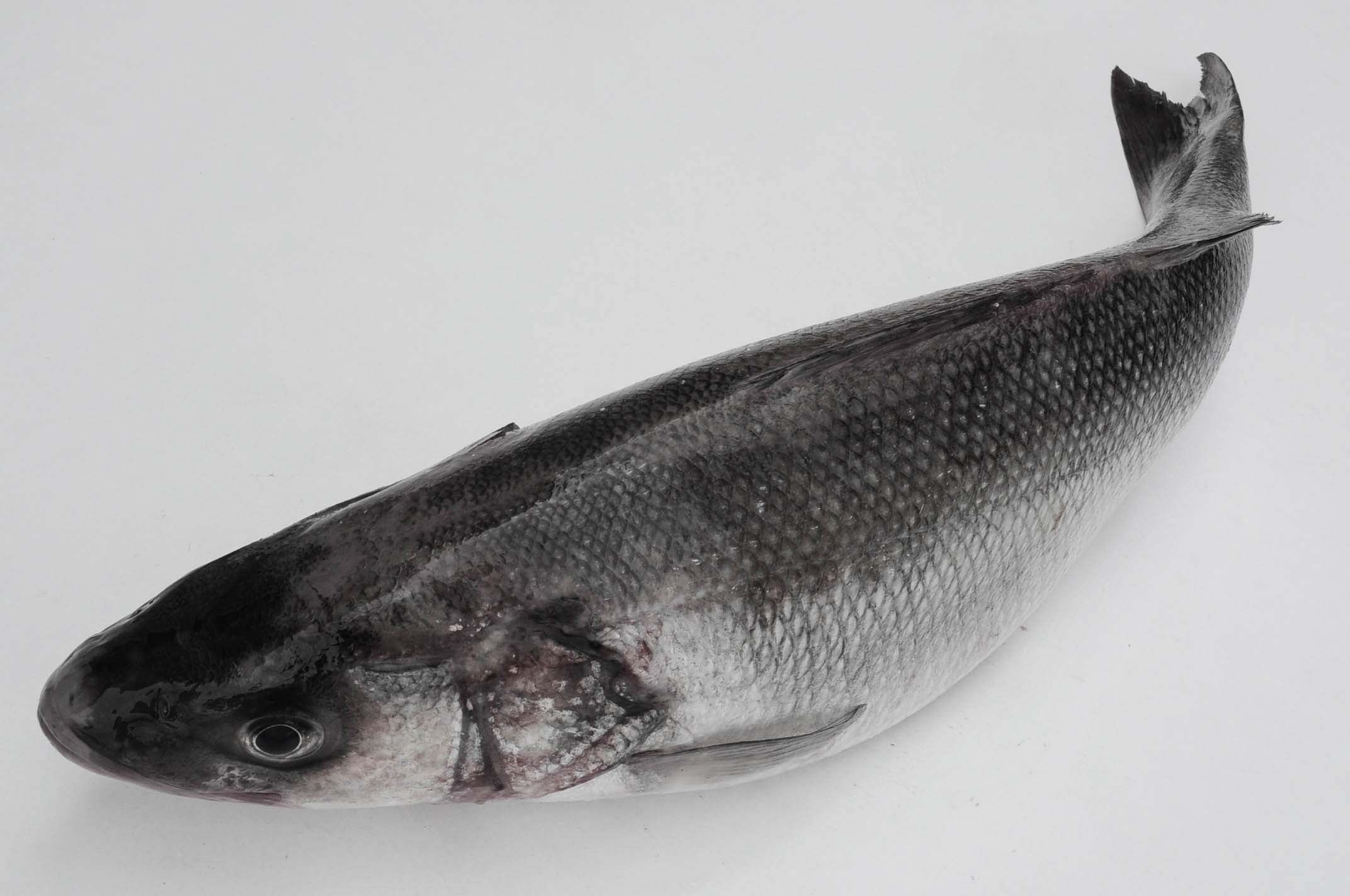 KING FISH(ROBAL/ MODHA)SLICE – New Frosty's